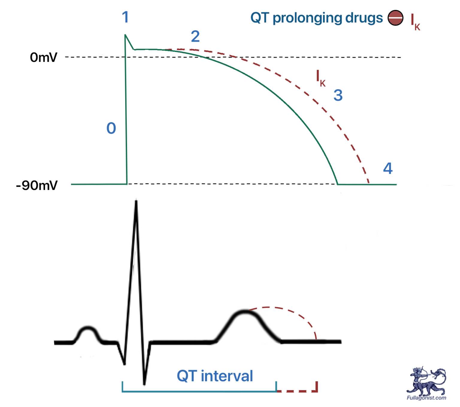 QT Interval: What Every Clinician Should Know - Fullagonist